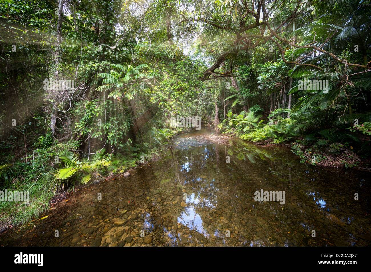 Stream of clean water flowing through the Daintree Tropical rainforest ...