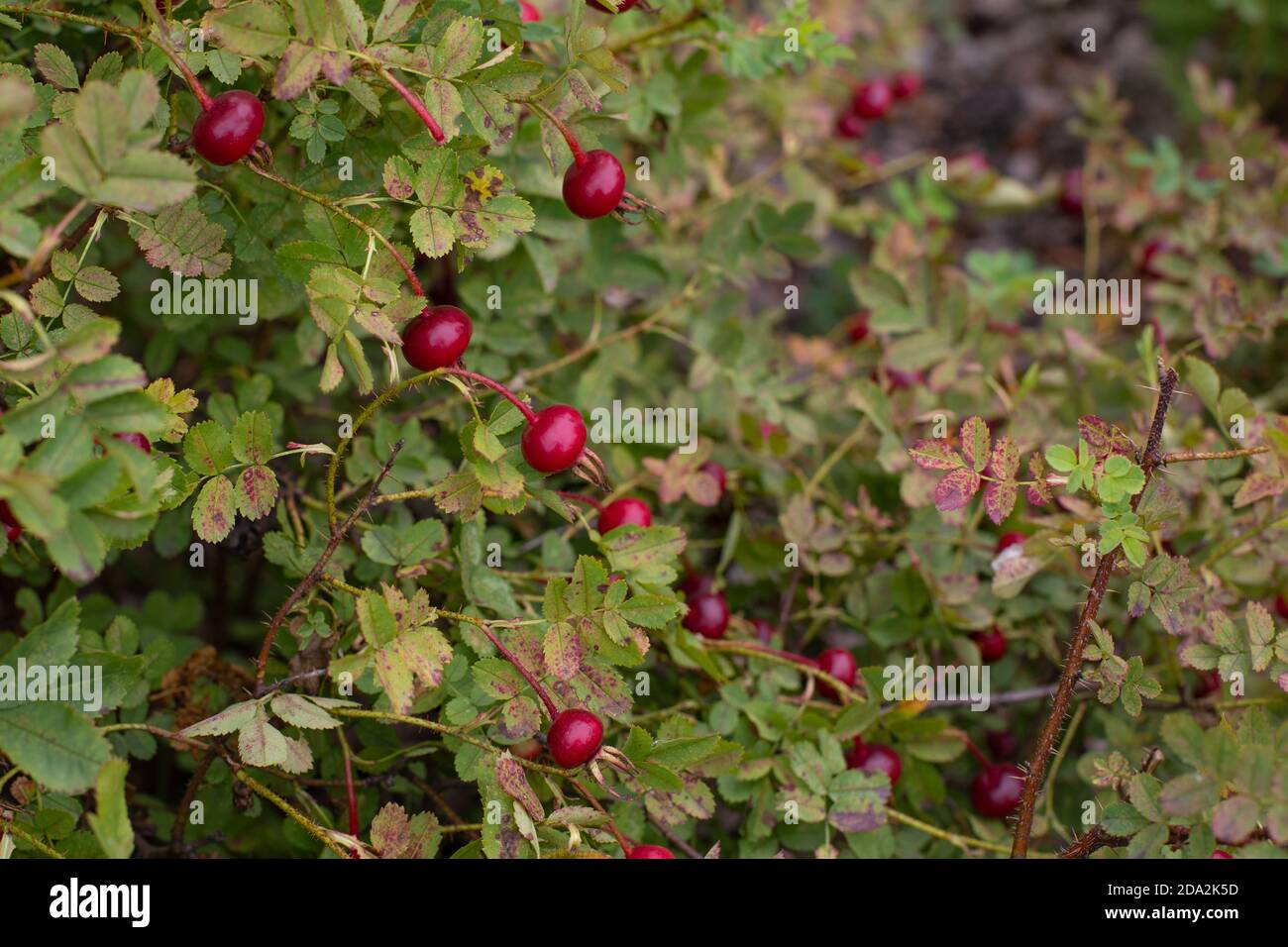 Scottish fruits hi-res stock photography and images - Alamy