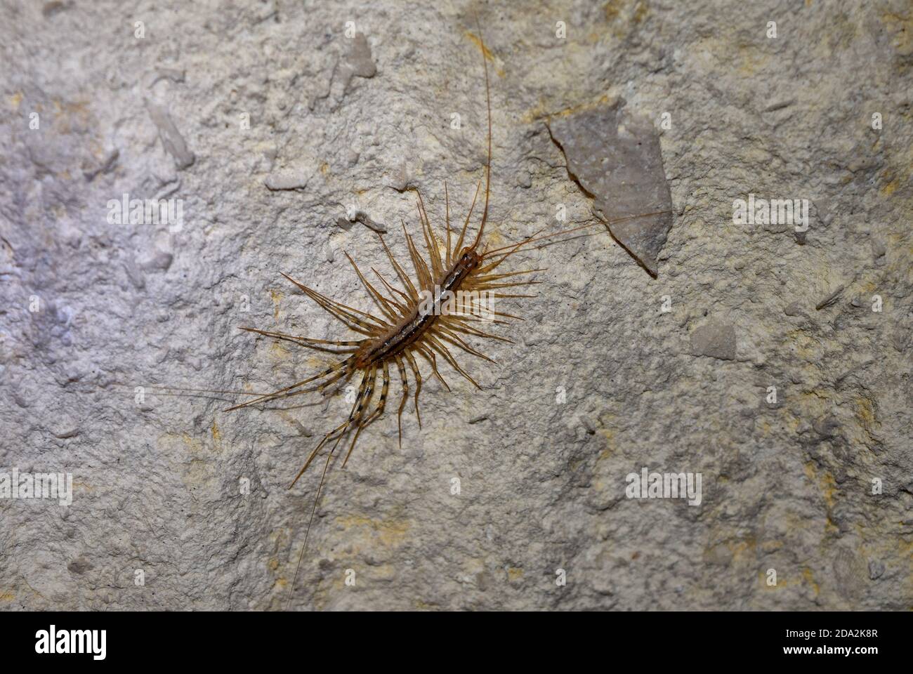 Closeup shot of a House Centipede in a dark underground room Stock ...
