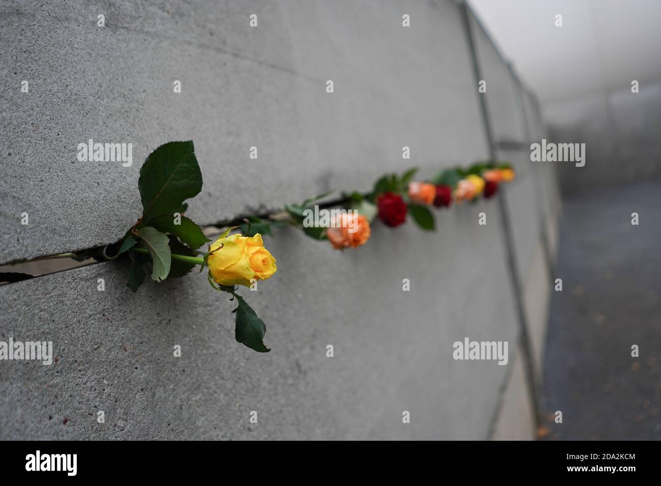 Berlin, Germany. 09th Nov, 2020. Roses were planted in the hinterland ...