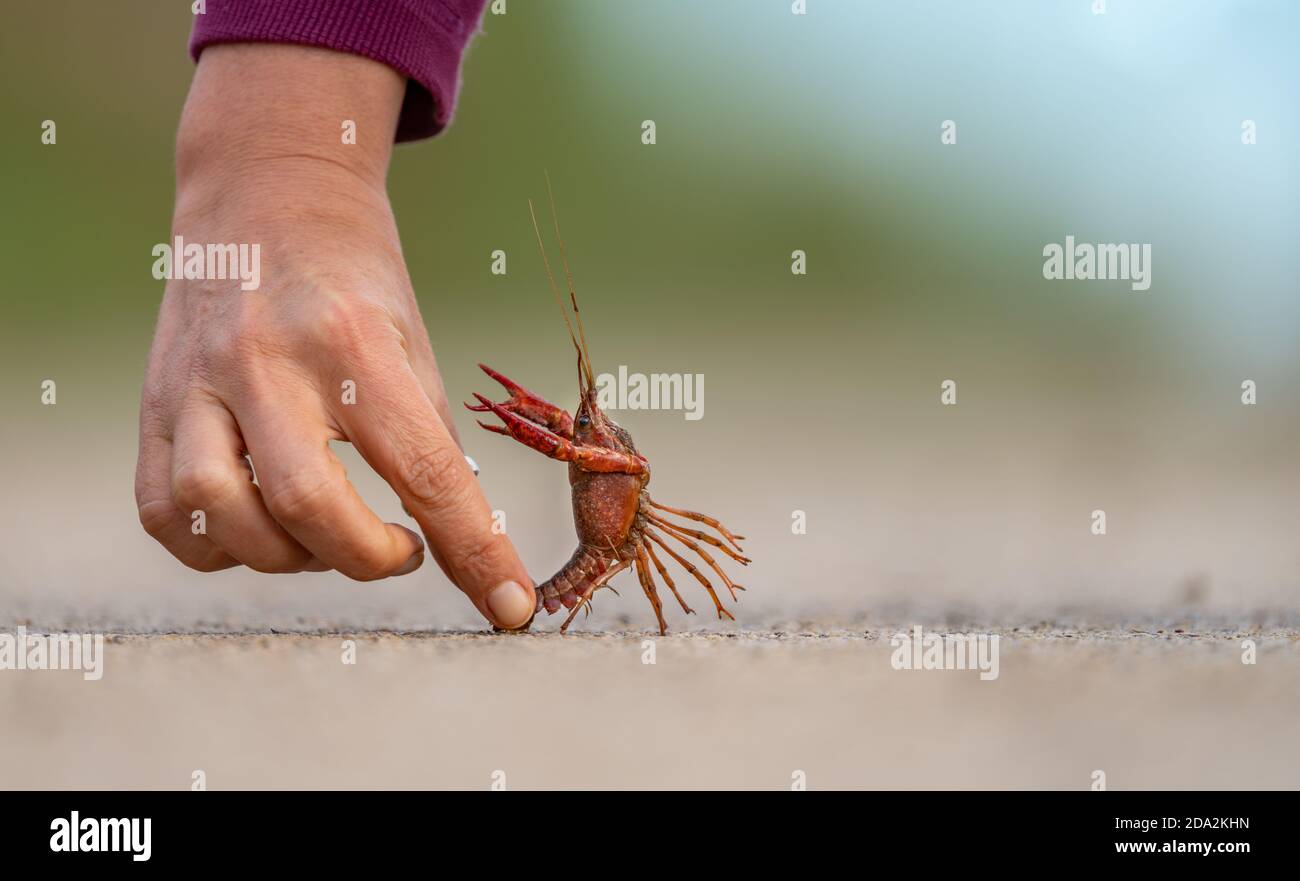 Funny crayfish attacking hand over the road Stock Photo - Alamy