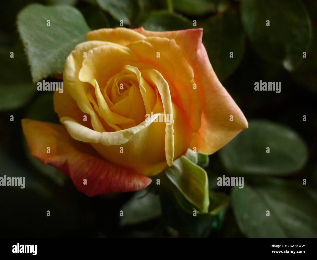 Close up shot of a beautiful yellow rose in its full bloom growing in ...