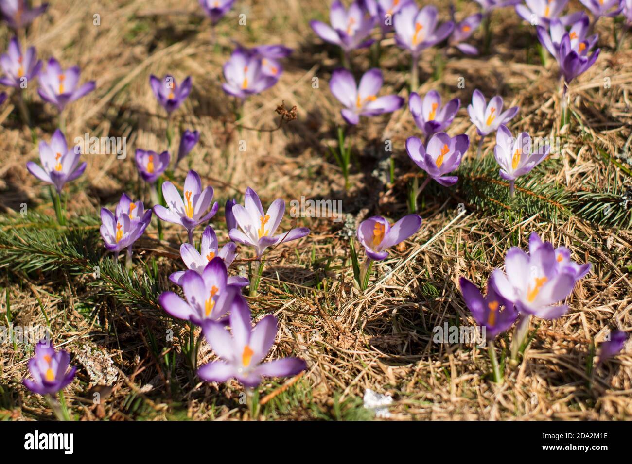 Crocuses in the valley. Spring in tatra mountains. Sunny weather Stock ...