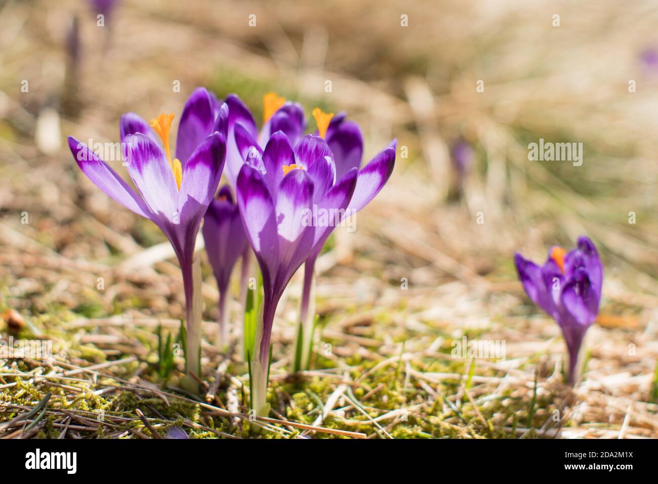 Crocuses in the valley. Spring in tatra mountains. Sunny weather Stock ...