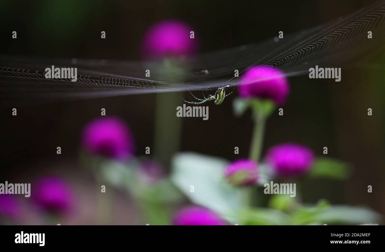 Bhaktapur, Nepal. 9th Nov, 2020. A spider rests on its web around globe ...