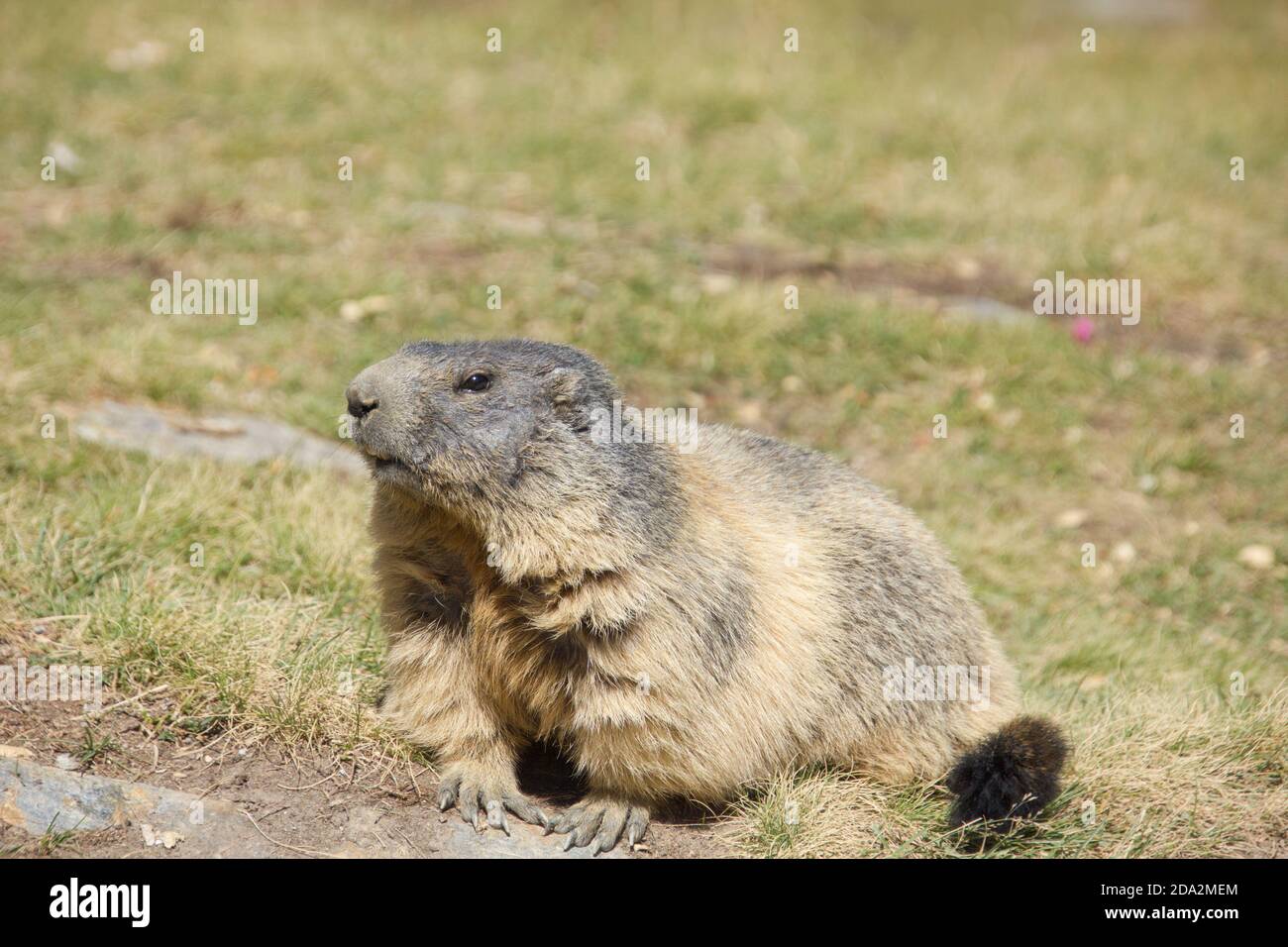 alpine marmot on a sunn dayin switzerland Stock Photo - Alamy
