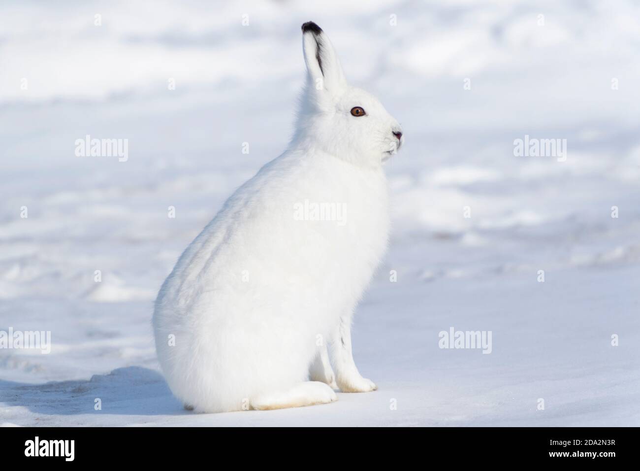 Arctic hare hi-res stock photography and images - Alamy