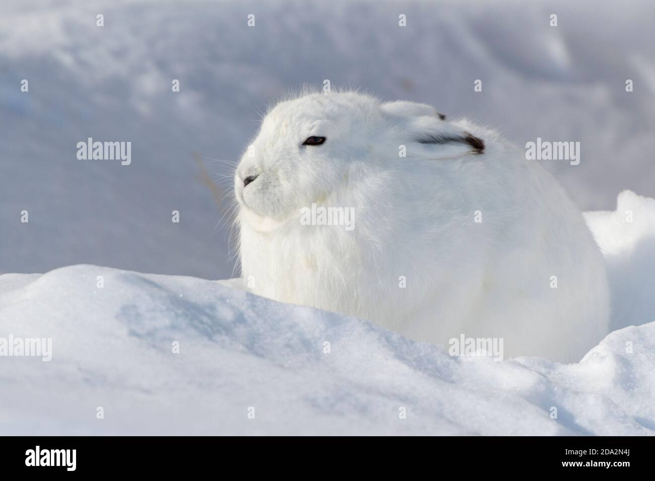 Arctic hare hi-res stock photography and images - Alamy