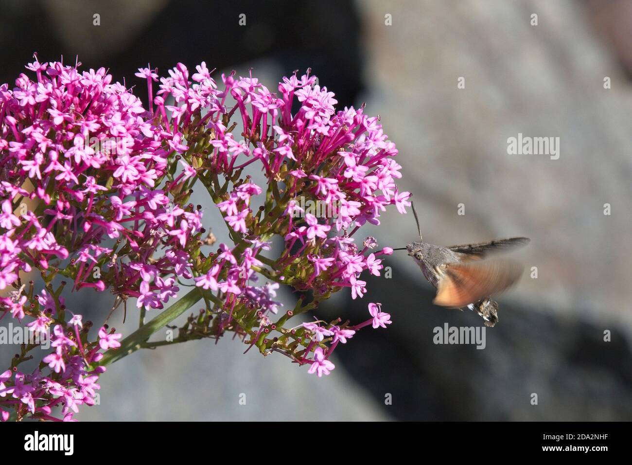 Hummingbird Hawk-moth (Macroglossum stellatarum), nectaring at Red ...