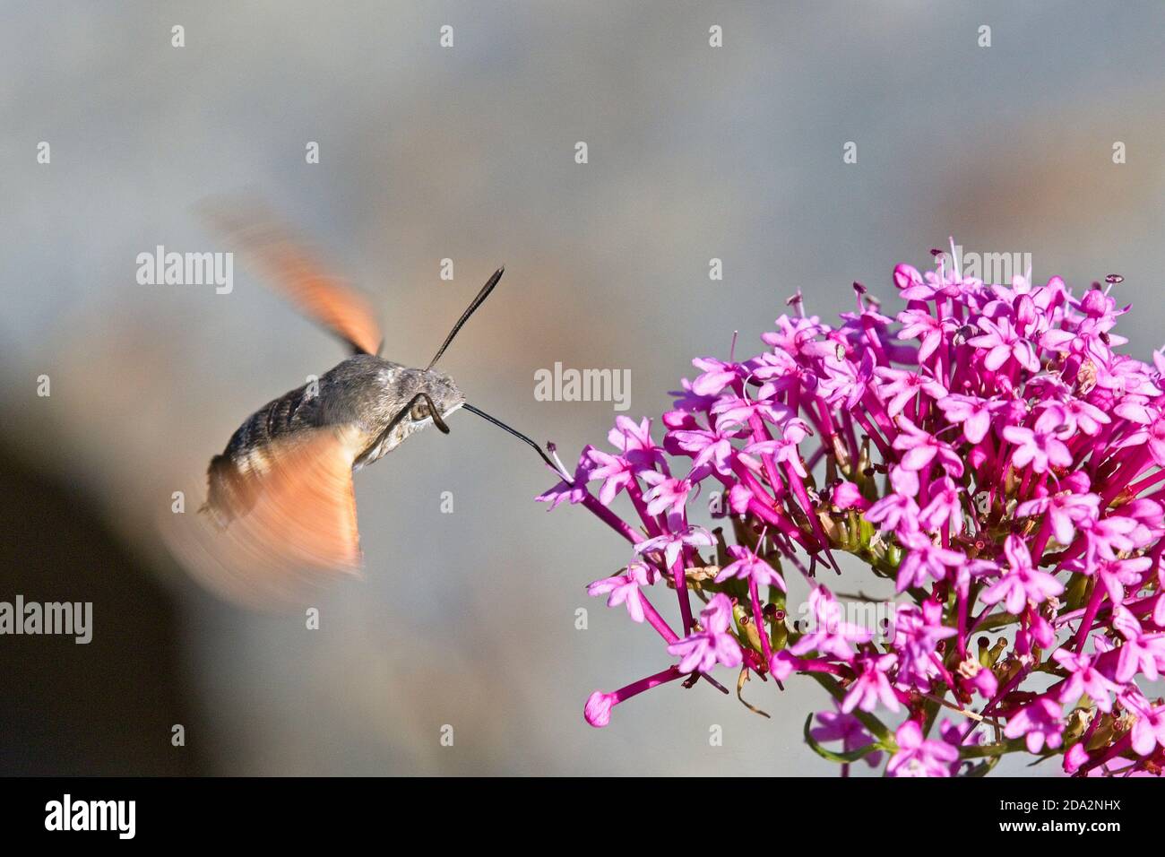 Hummingbird hawk moth flying hi-res stock photography and images - Alamy
