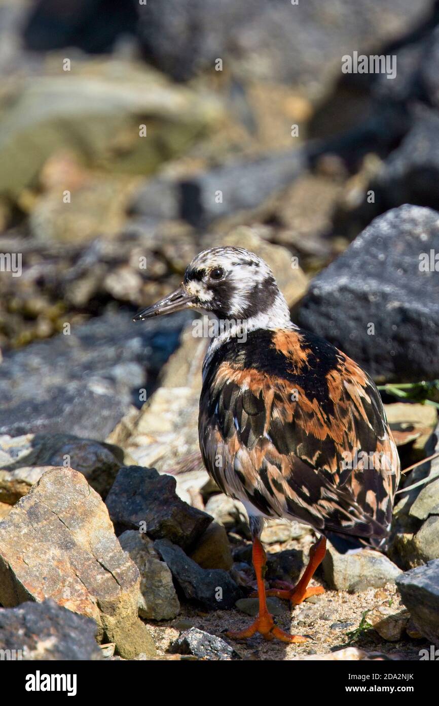 Adult male summer plumage hi-res stock photography and images - Alamy