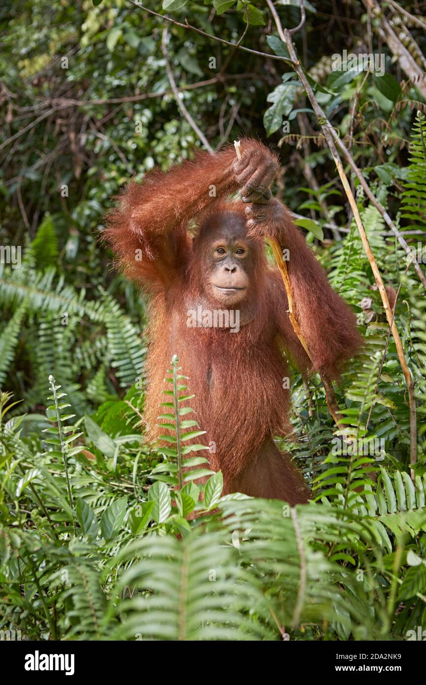 Central Kalimantan, February 2016, Pongo pygmaeus, Borneo orangutan in ...