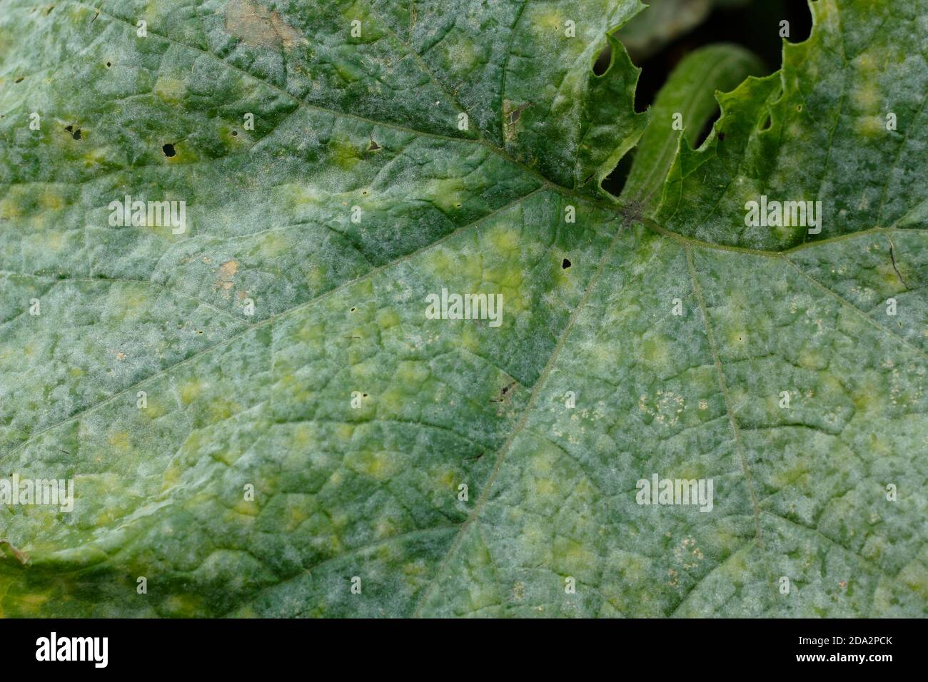 Zucchini mildew hi-res stock photography and images - Alamy