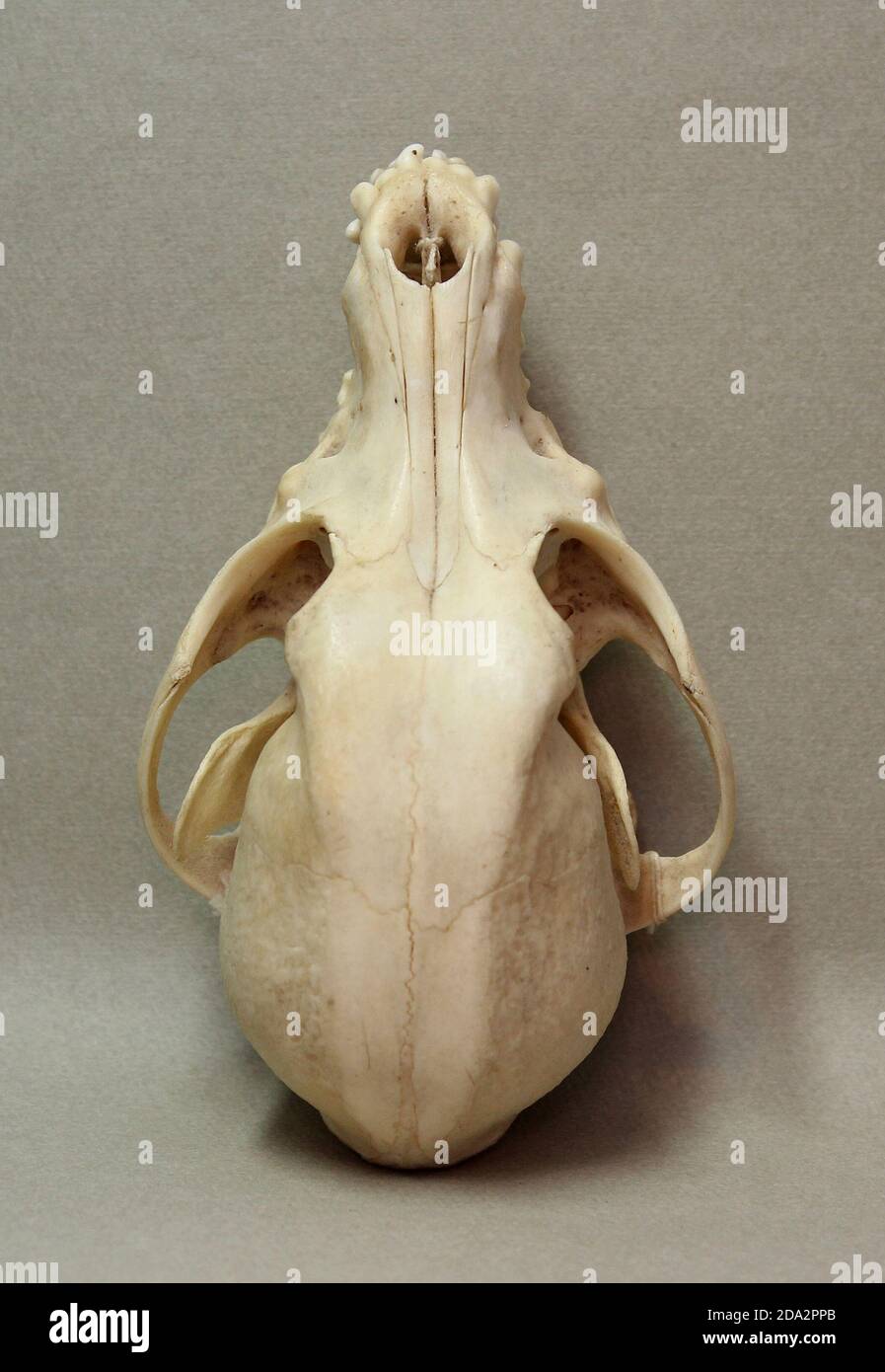 Skull of a small dog. Animal bones for anatomy Stock Photo - Alamy