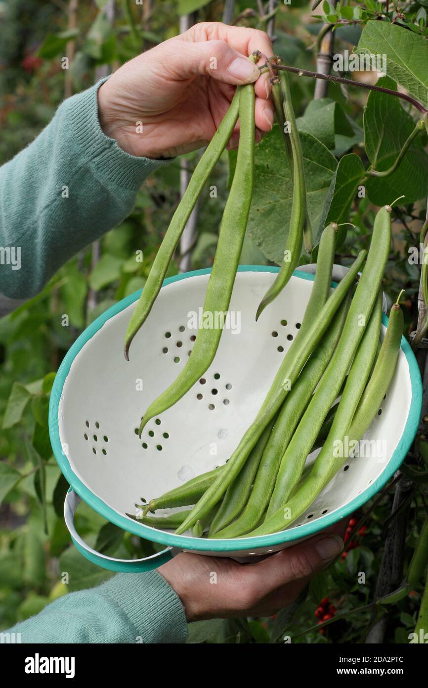 Picking beans by hand hi-res stock photography and images - Alamy
