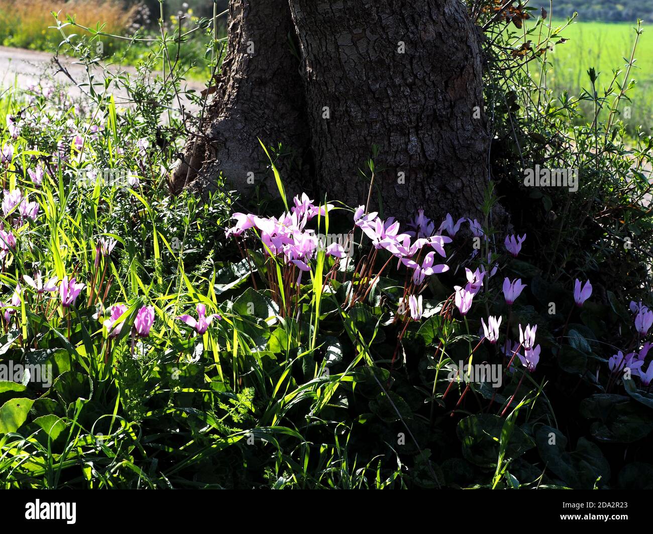 Wild pink cyclamen at the foot of the tree. Springtime in Israel Stock ...