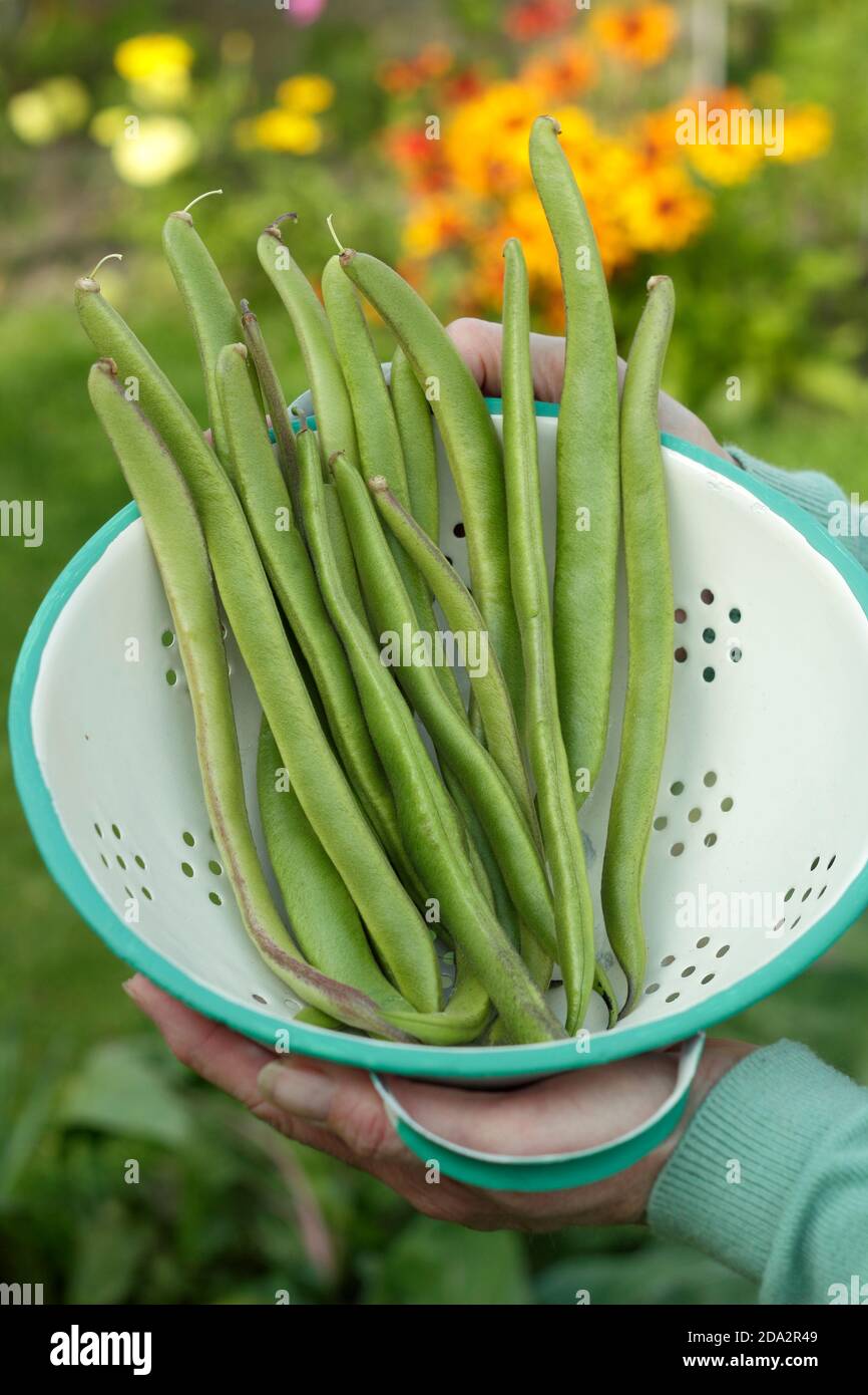 Woman runner beans hi-res stock photography and images - Alamy