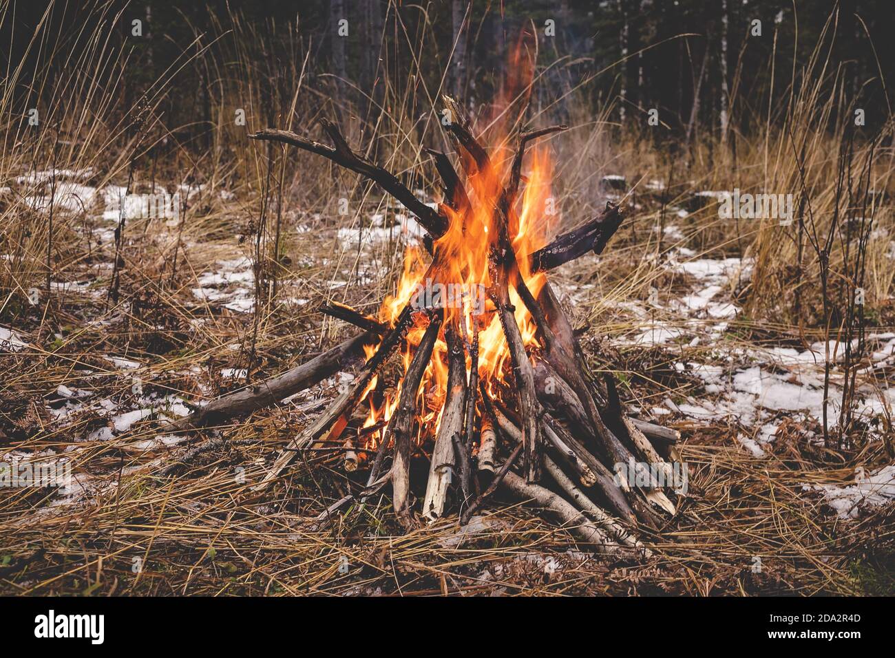 Bonfire in the forest. Hiking in the wild forest concept. Late fall ...