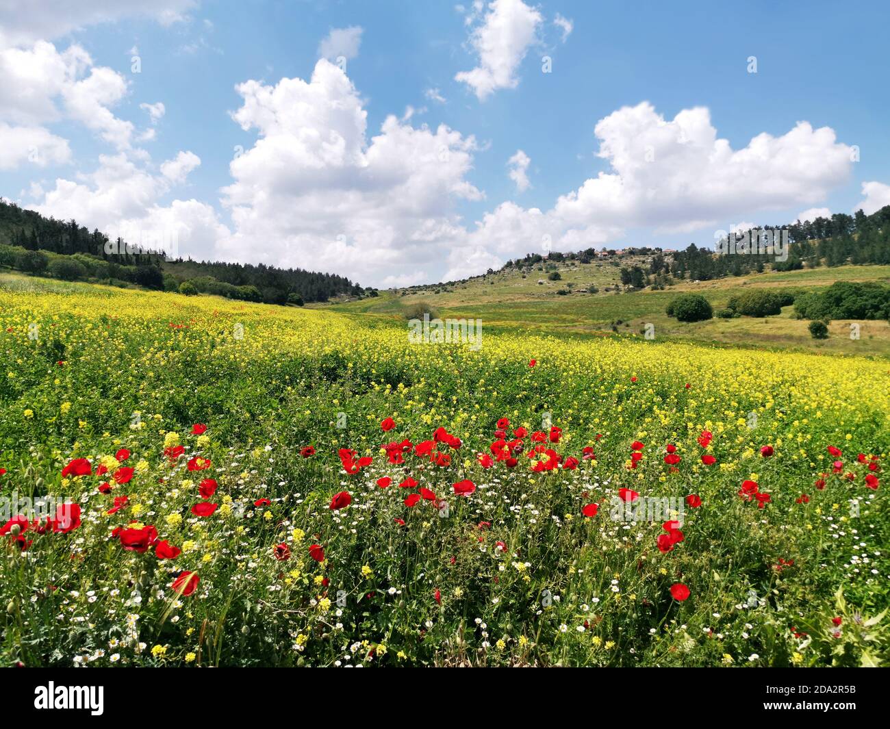 Poppies israel hi-res stock photography and images - Alamy