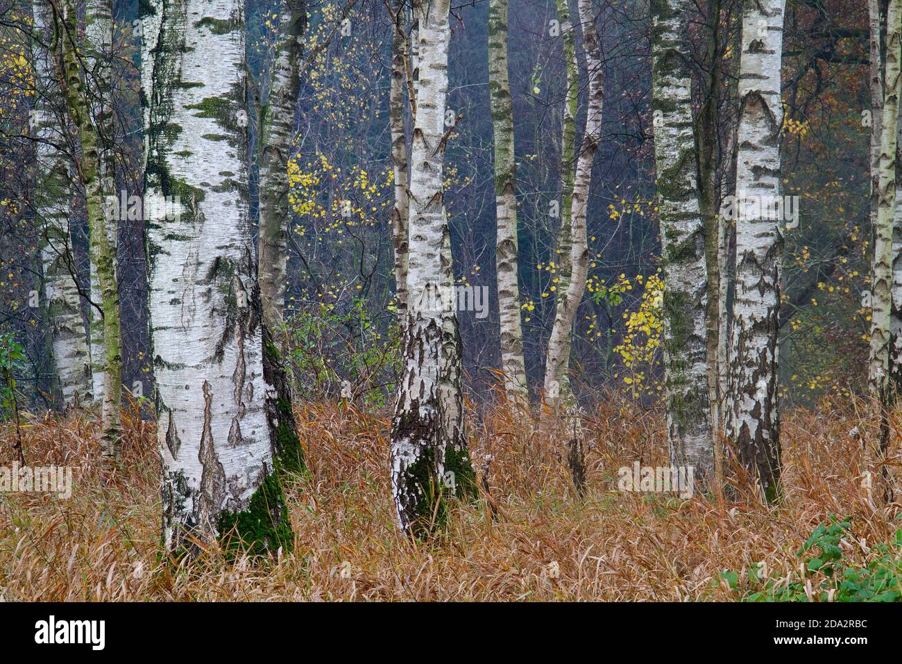 Silver birches tree hi-res stock photography and images - Alamy