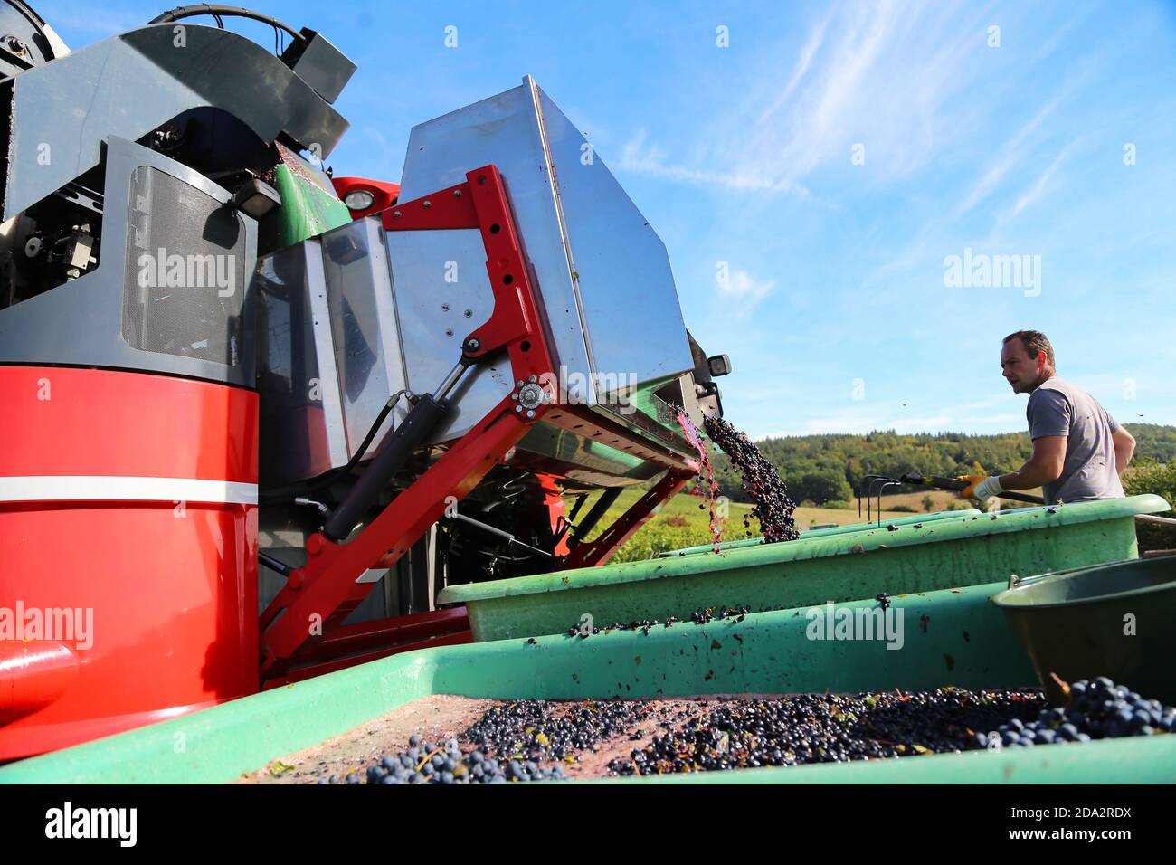 Closeup of a farmer harvesting grapes by a combine harvester Stock Photo - Alamy