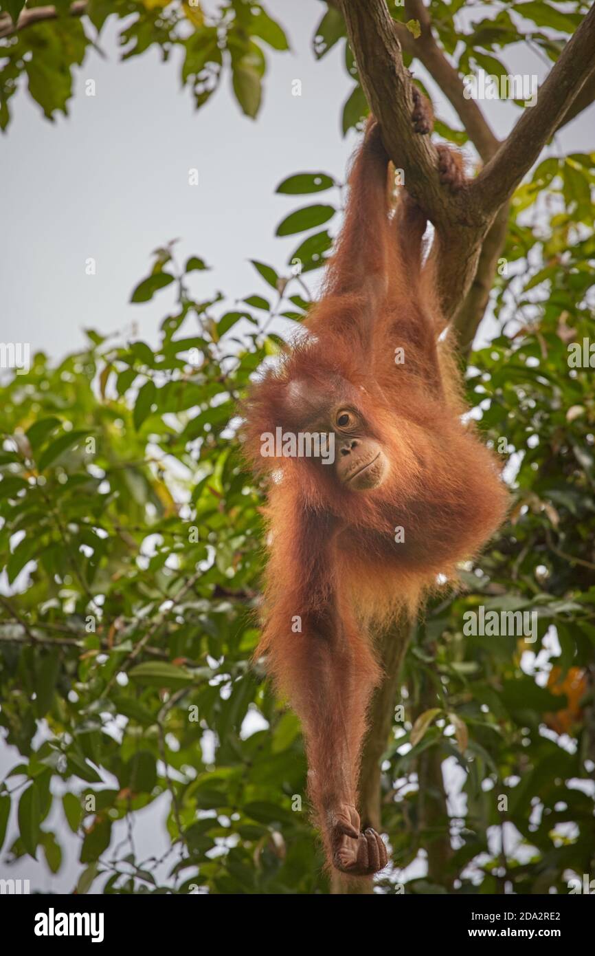 Central Kalimantan, February 2016, Pongo pygmaeus, Borneo orangutan in ...