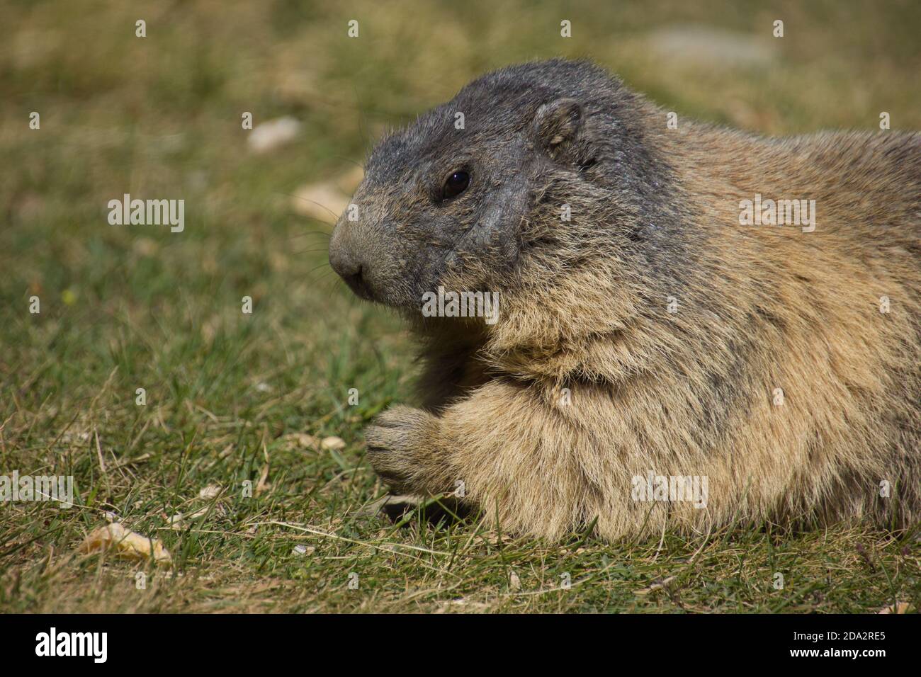 Stunning close up face hi-res stock photography and images - Alamy