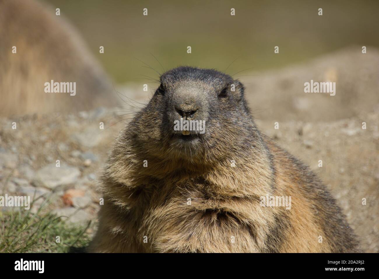 marmot ready for winter sitting on the ground Stock Photo - Alamy
