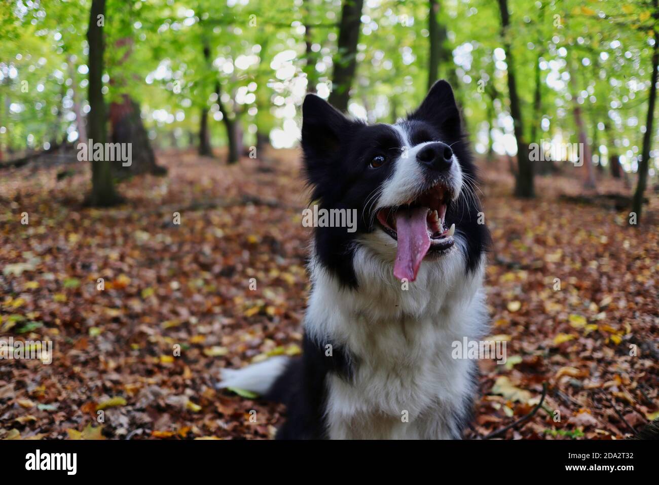 Close-up of Border Collie with Tongue Out and Smile on its Face in ...