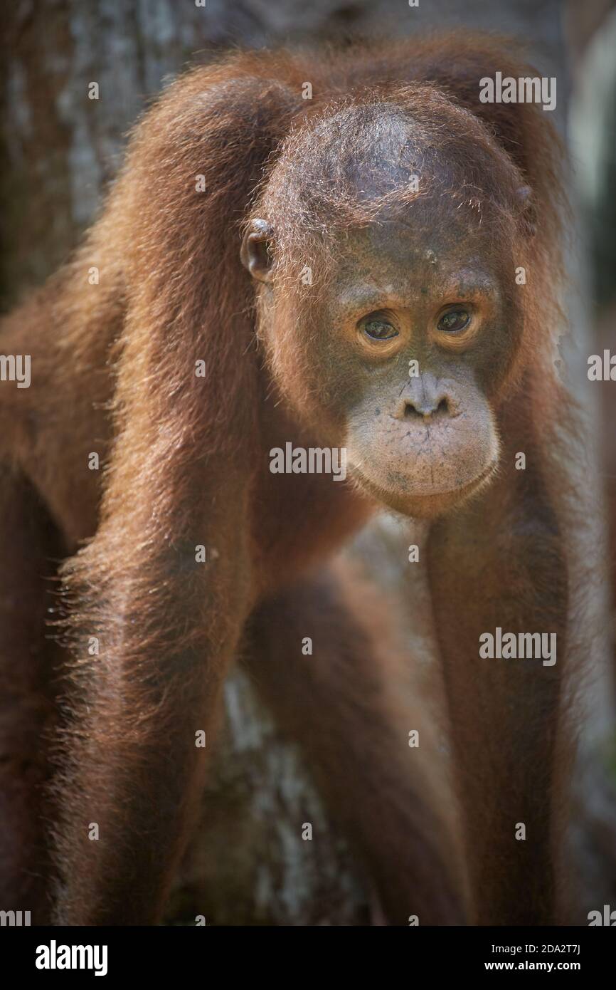 Central Kalimantan, February 2016, Pongo pygmaeus, Borneo orangutan in ...