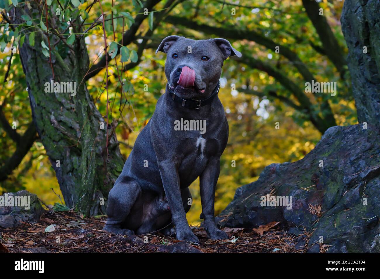 Sitting English Staffordshire Bull Terrier with Tongue Out in the ...