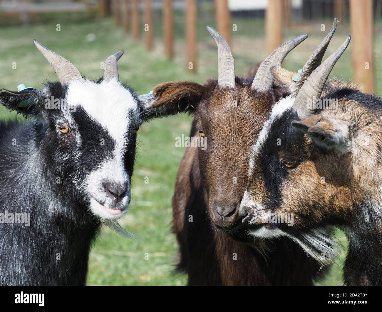 Pet goats hi-res stock photography and images - Alamy