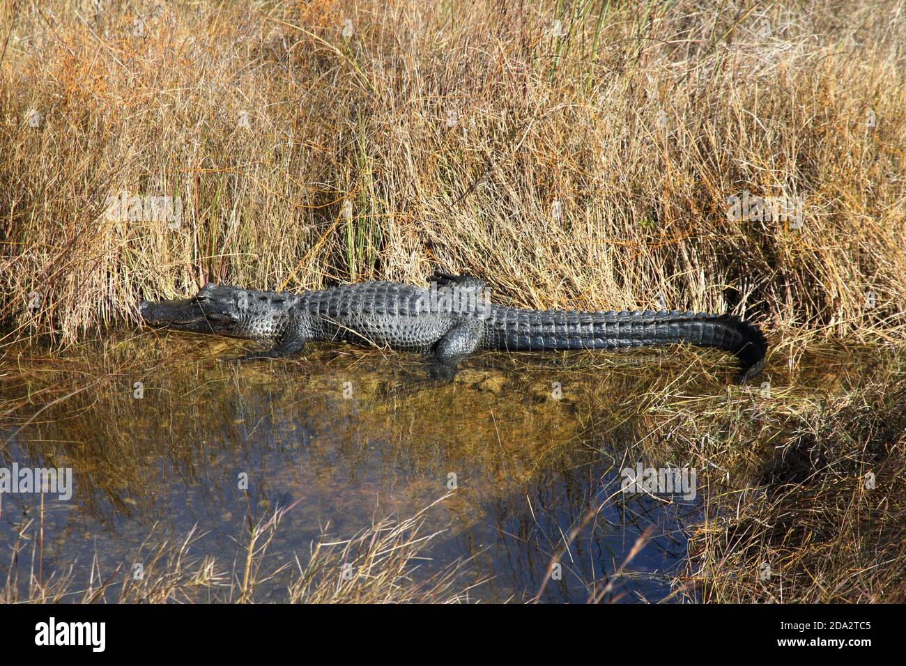 Alligator in the everglades hi-res stock photography and images - Alamy
