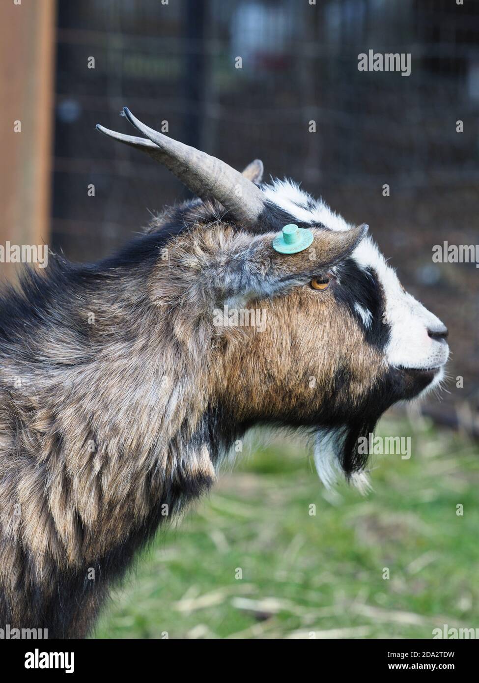 Pet goats hi-res stock photography and images - Alamy