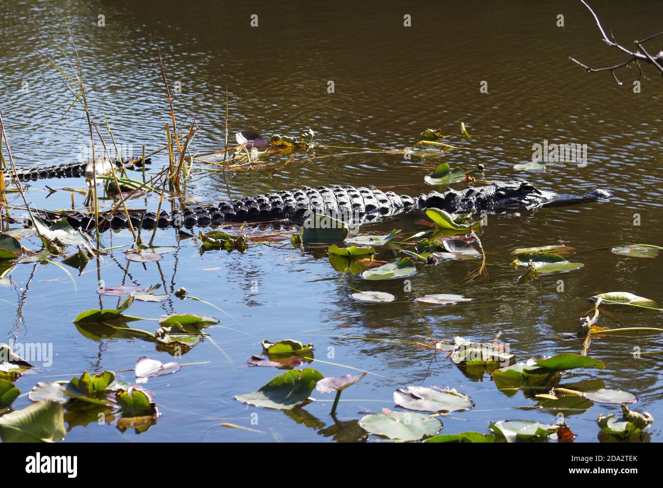 Alligator in the everglades hi-res stock photography and images - Alamy