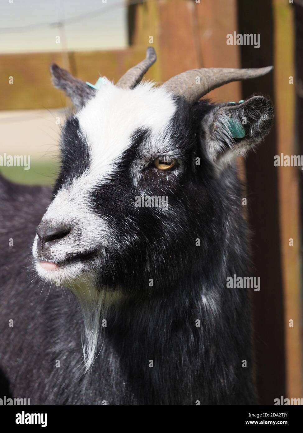 Pet goat hi-res stock photography and images - Alamy