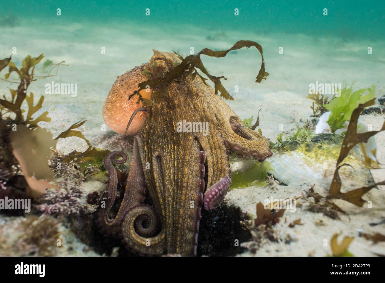 Octopus arms hide hi-res stock photography and images - Alamy