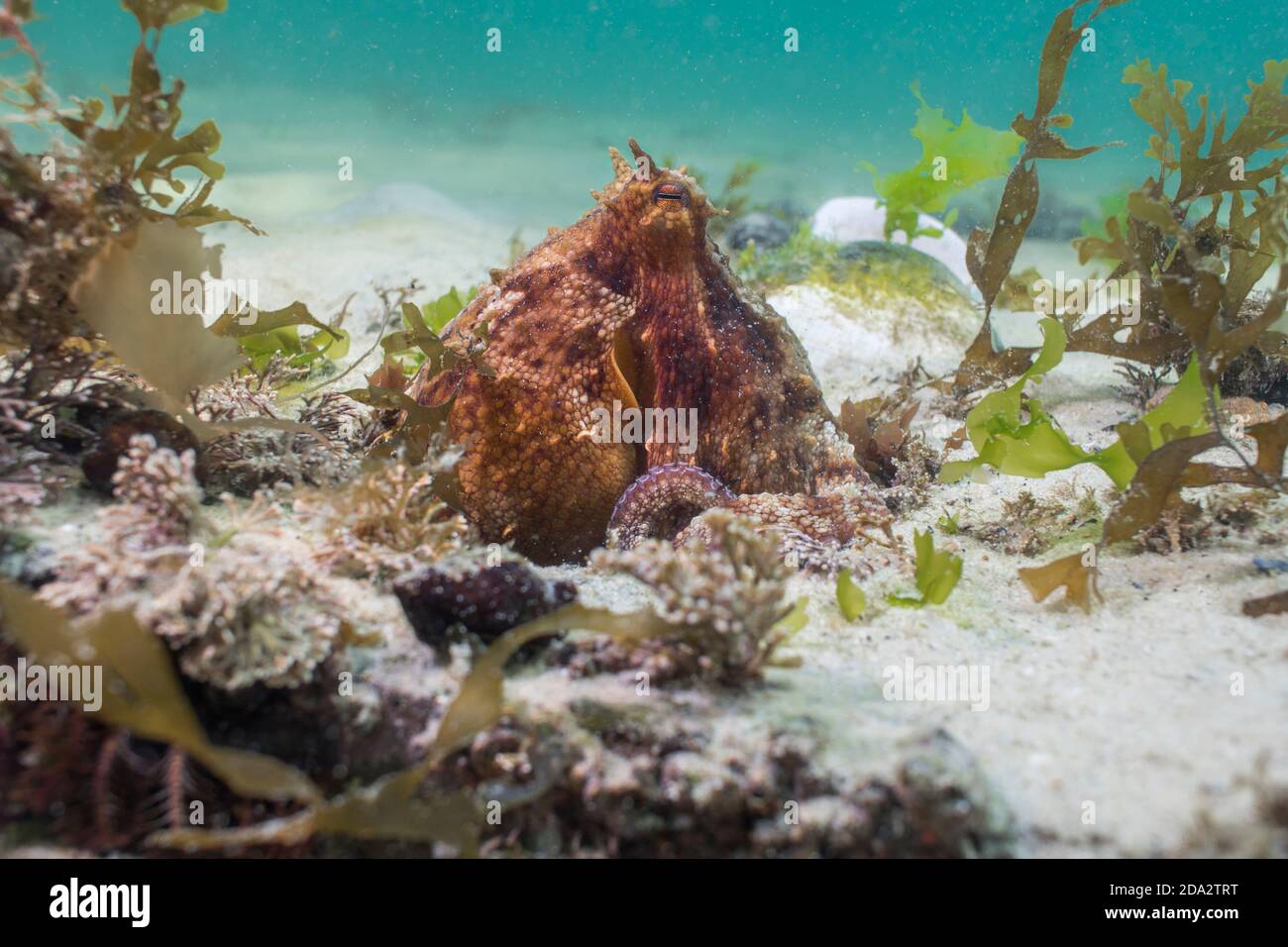 Common Octopus (Octopus vulgaris) poking its head out of its den ...