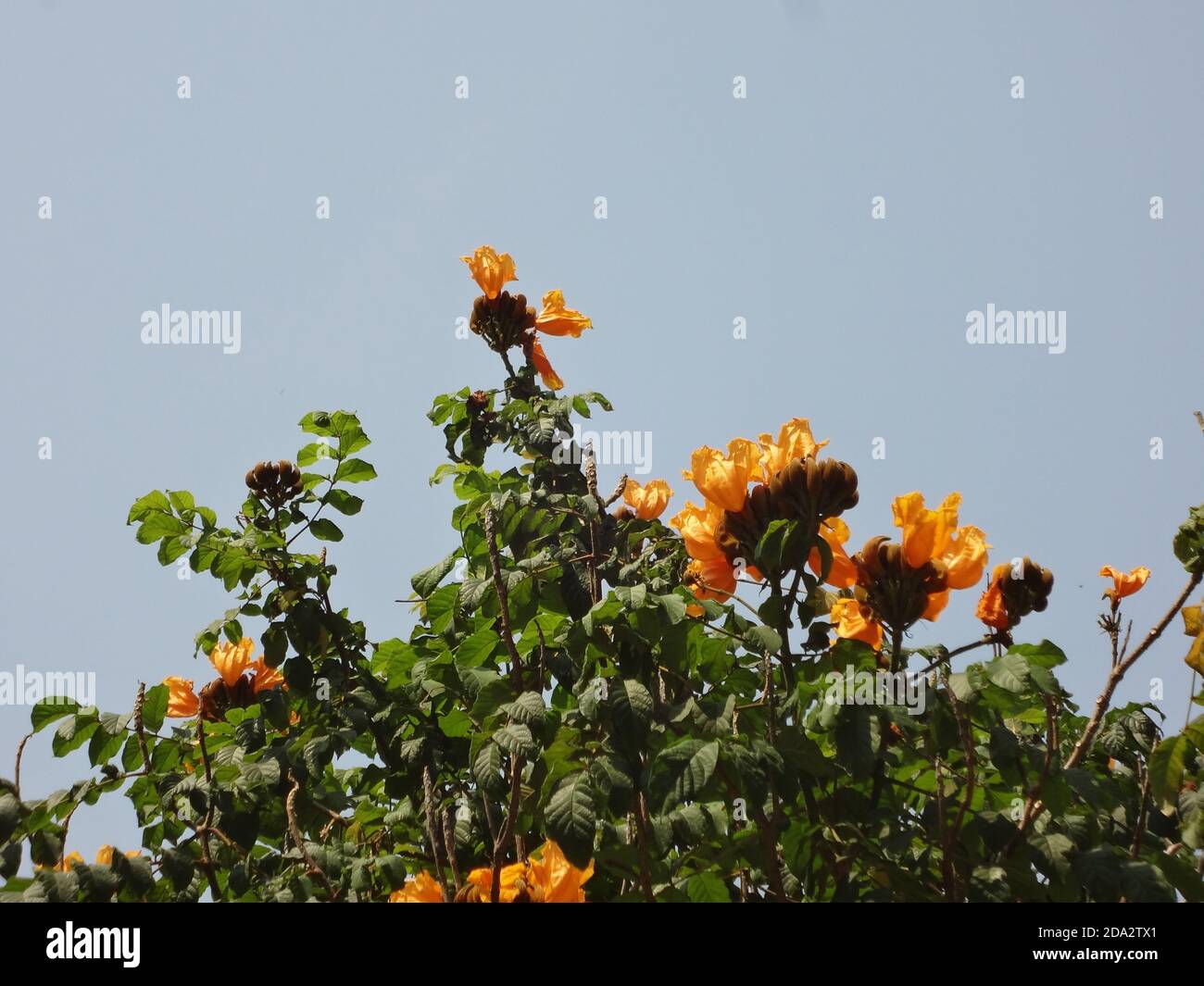 The African Tulip Tree, Fire Bell Fountain Tree or Spathodea ...