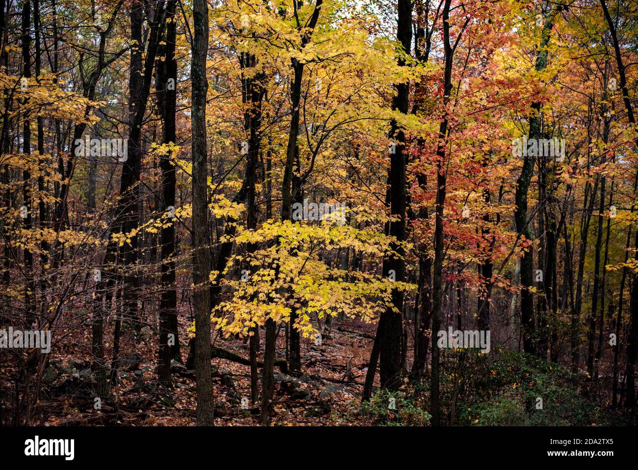Vibrant fall foliage on a dreary day in the Appalachian Mountains Stock ...