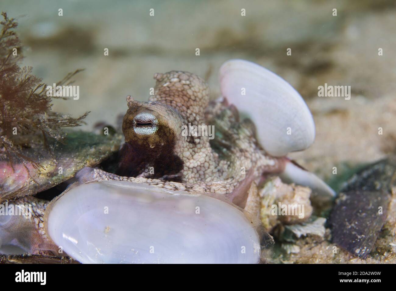 Close up of a Common Octopus (Octopus vulgaris) hiding with some white ...