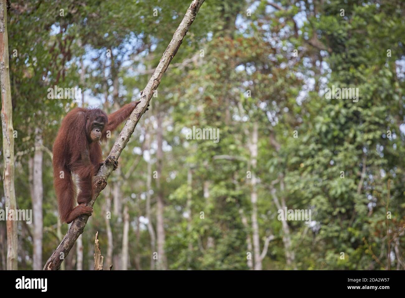 Central Kalimantan, February 2016, Pongo pygmaeus, Borneo orangutan in ...