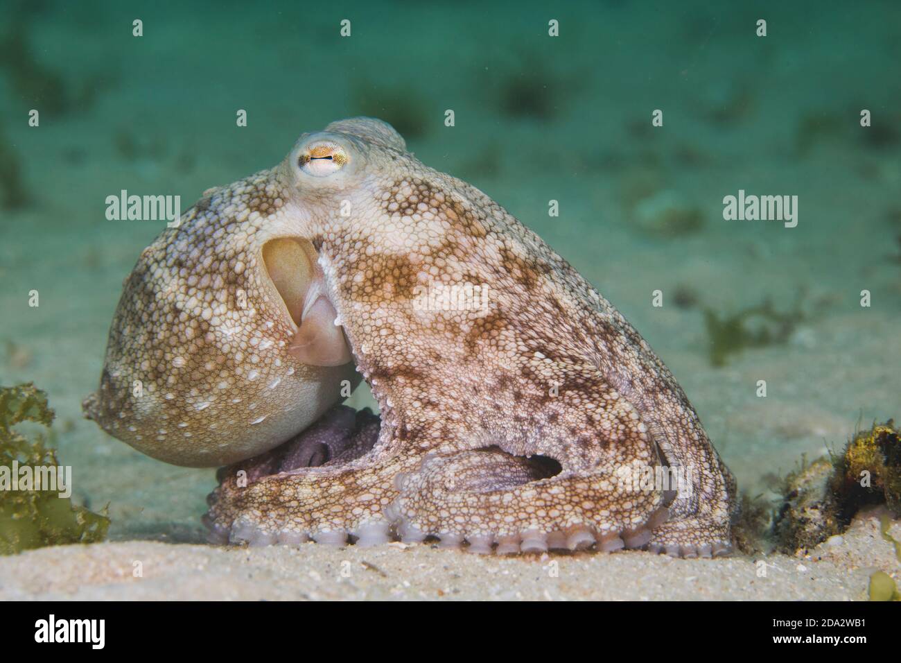 Side view of a Common Octopus (Octopus vulgaris) sitting on the ocean ...