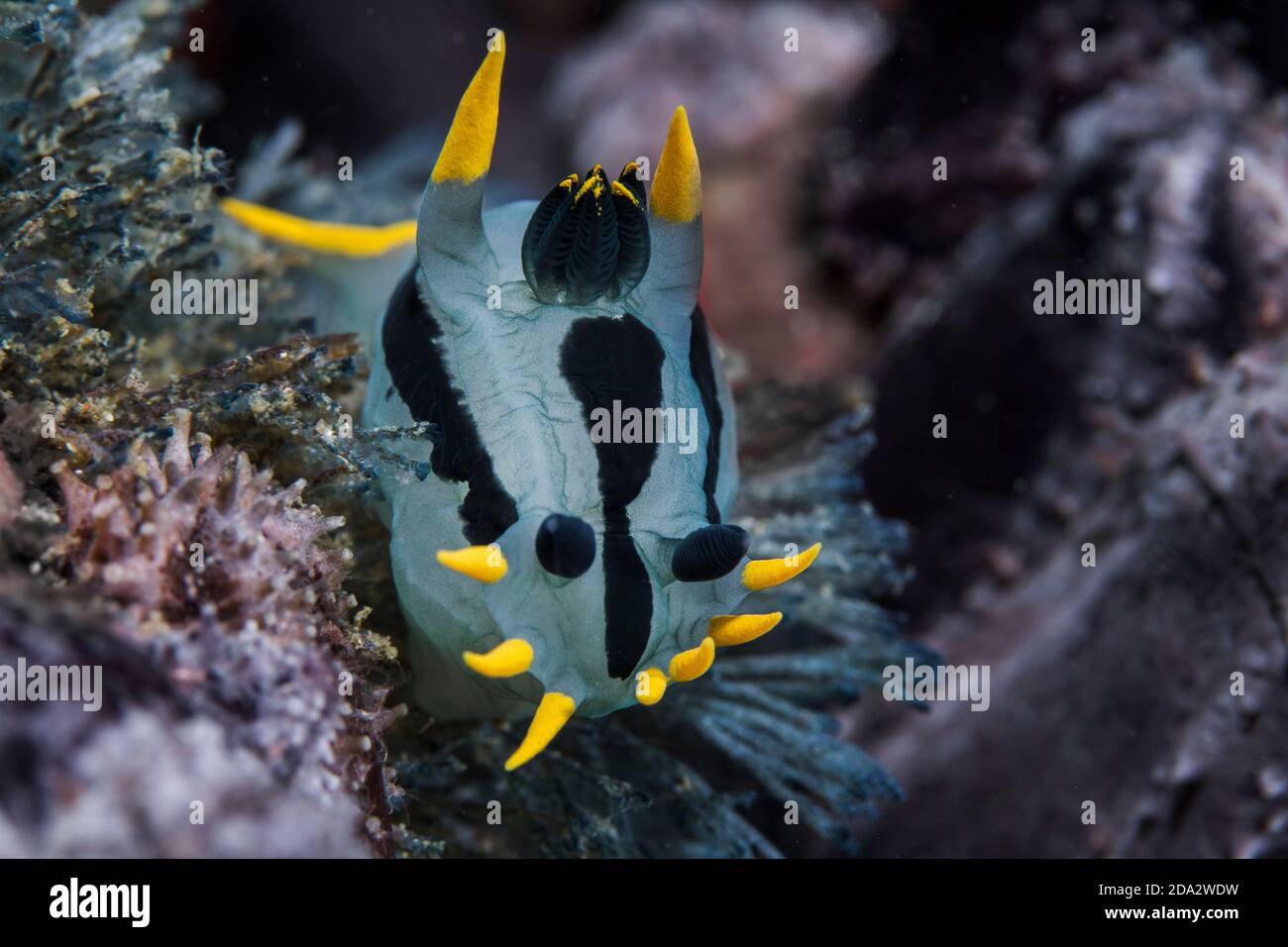 Crowned nudibranch (Polycera capensis) white or grey body with black or ...
