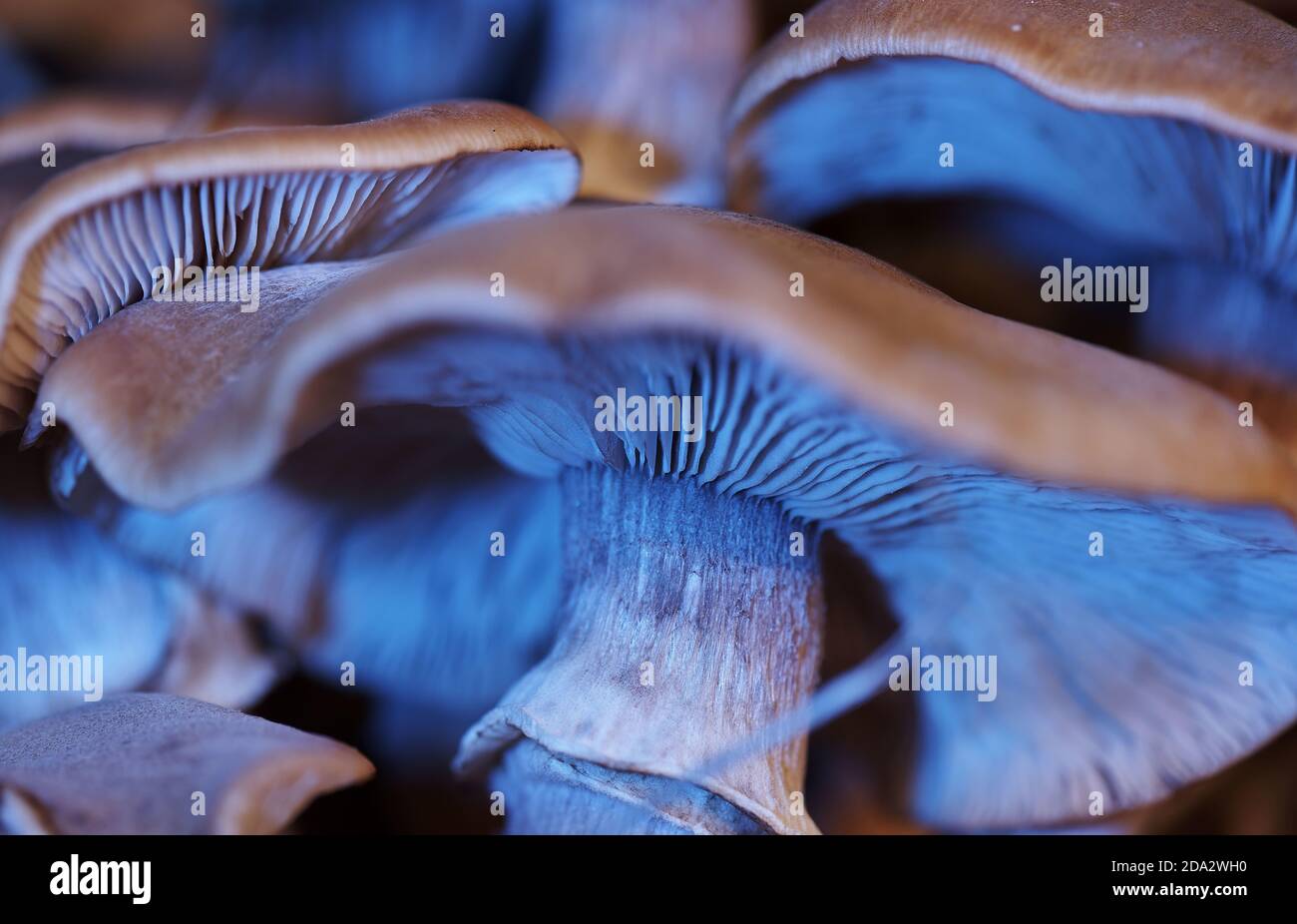 the blue magic mushroom Stock Photo - Alamy