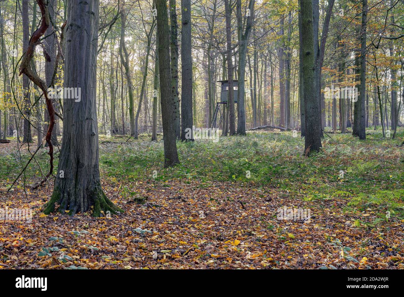 High seat deer hunting hunting hi-res stock photography and images - Alamy