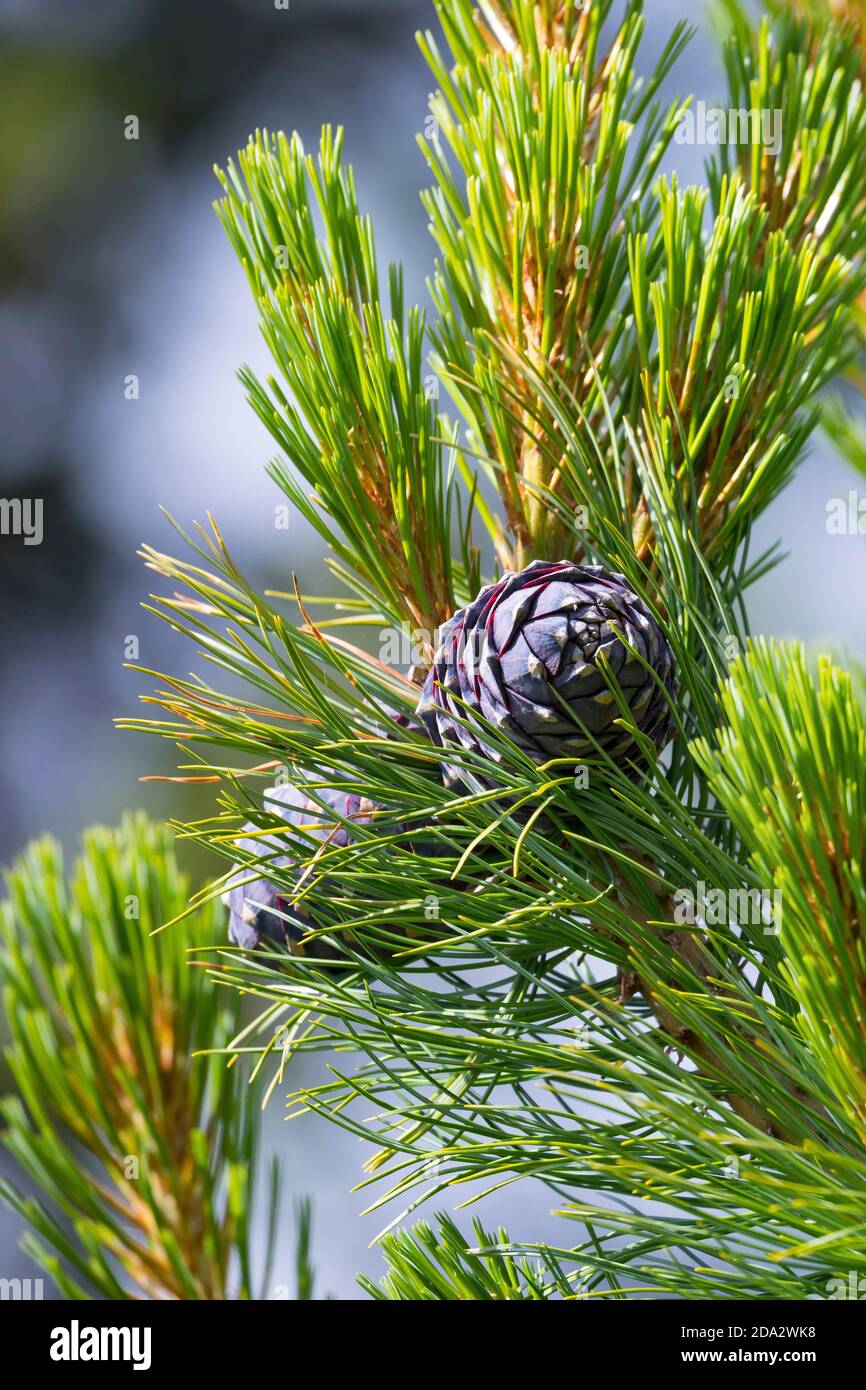 Swiss stone pine, arolla pine (Pinus cembra), branch with cones ...