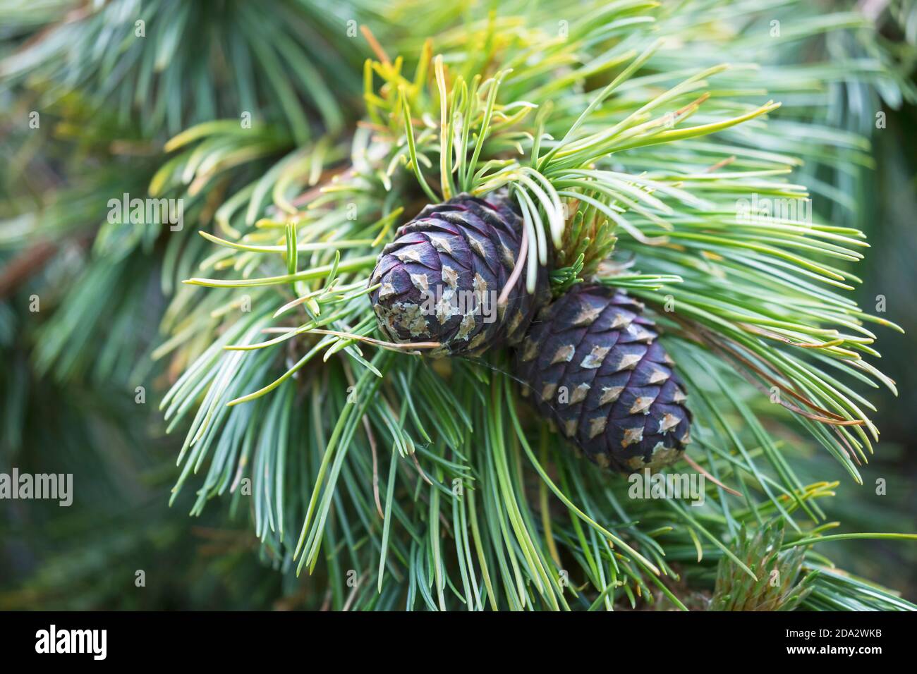 Swiss stone pine, arolla pine (Pinus cembra), branch with cones ...