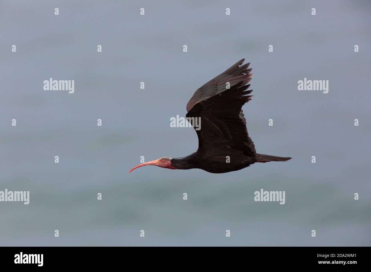 African northern bald ibis hi-res stock photography and images - Alamy