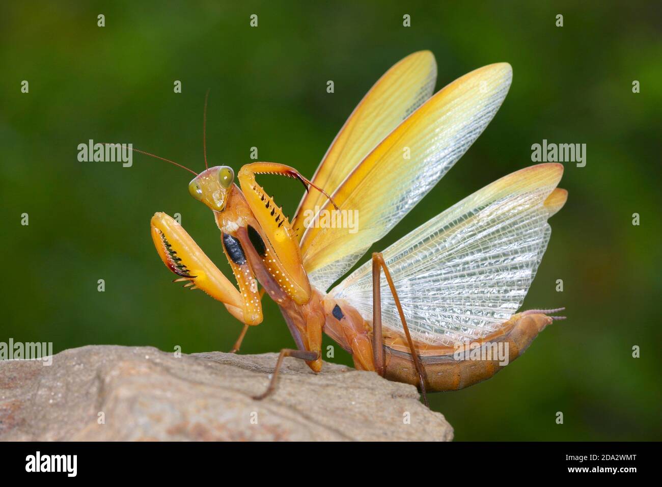 European preying mantis (Mantis religiosa), rare yellow morph ...